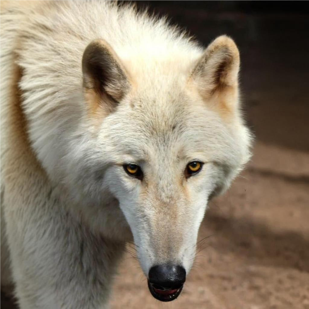 Shy Wolf Sanctuary Special Edition Kits – Paint Your Numbers